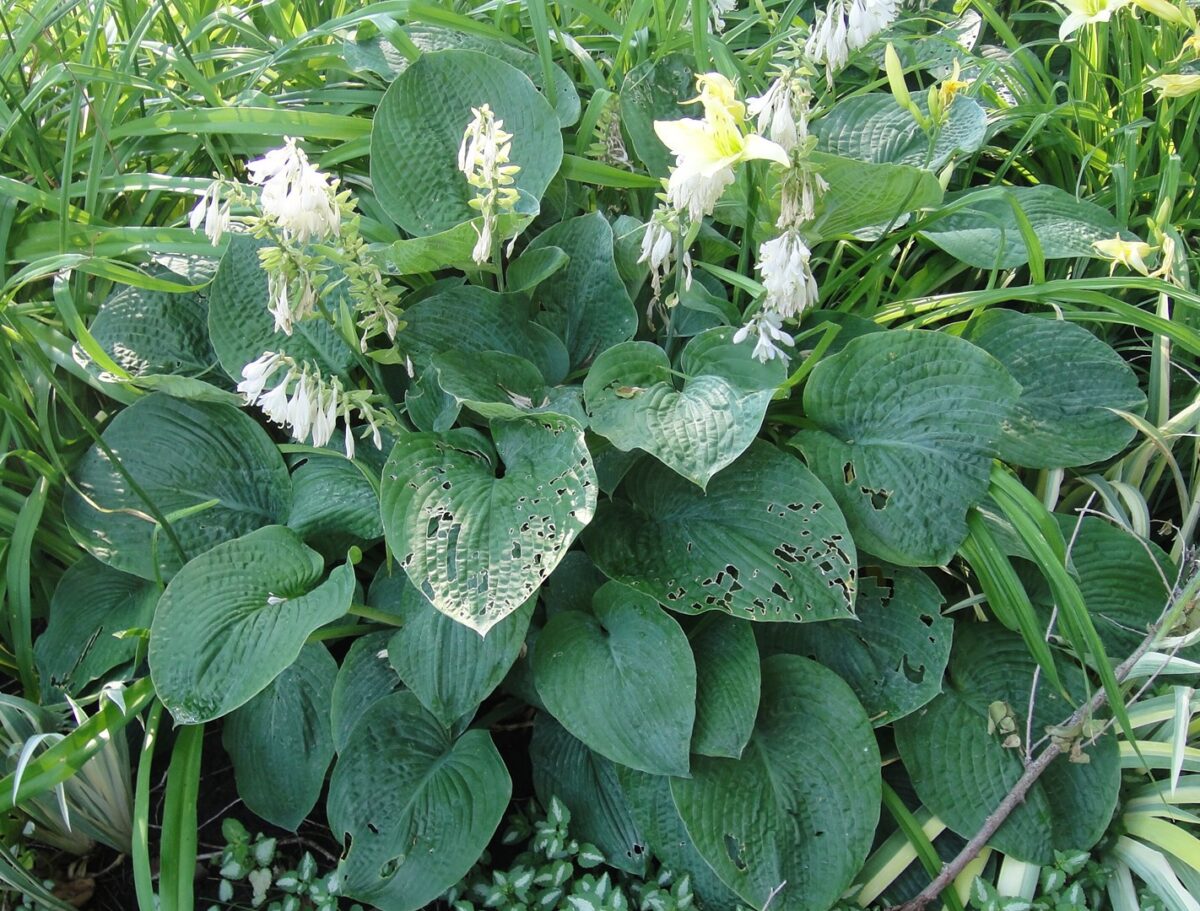 Garden Help Desk: Protecting your plants from snails and slugs | News ...